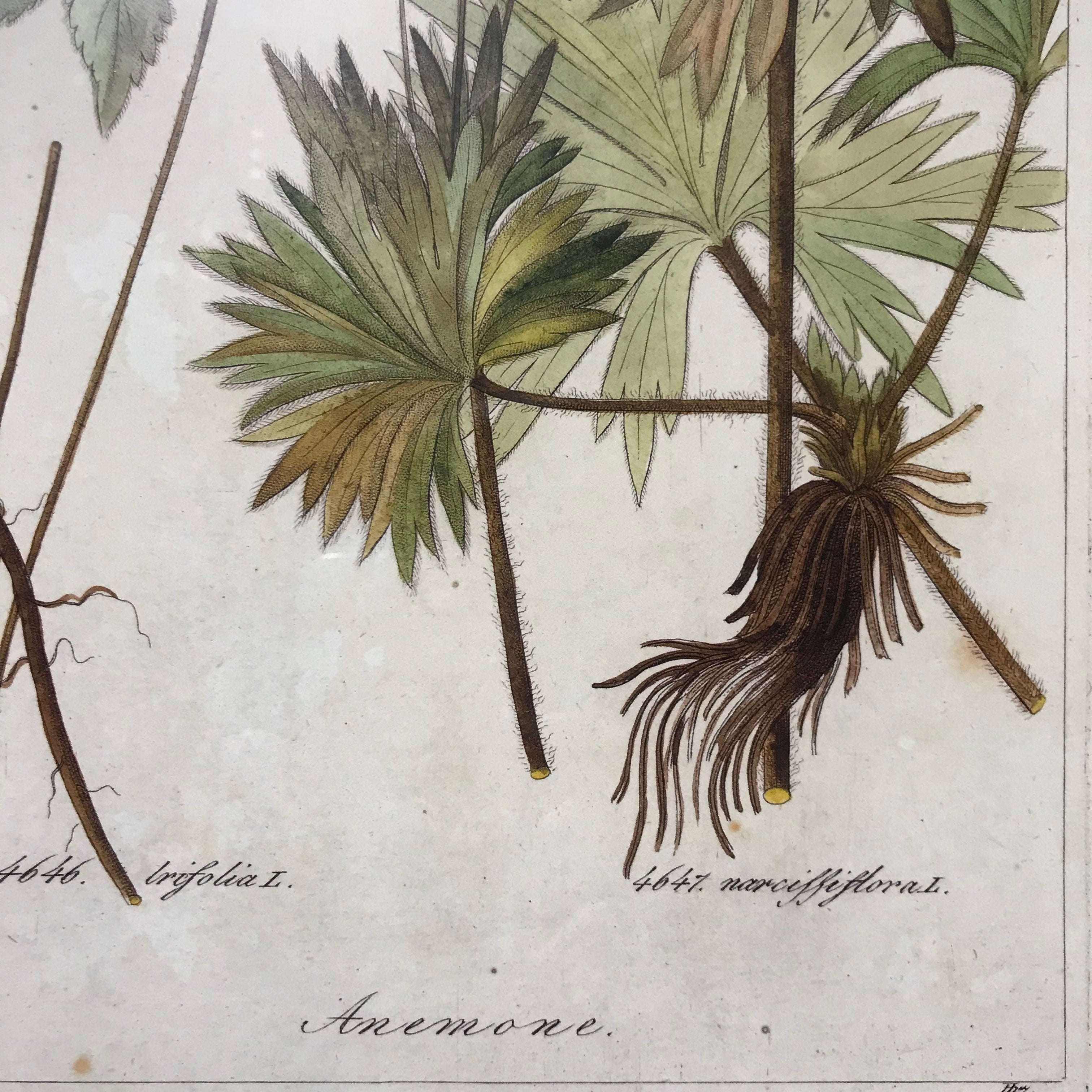 19th Century "Anemone III" Floral Lithograph Print In Gold Frame 16"x ...