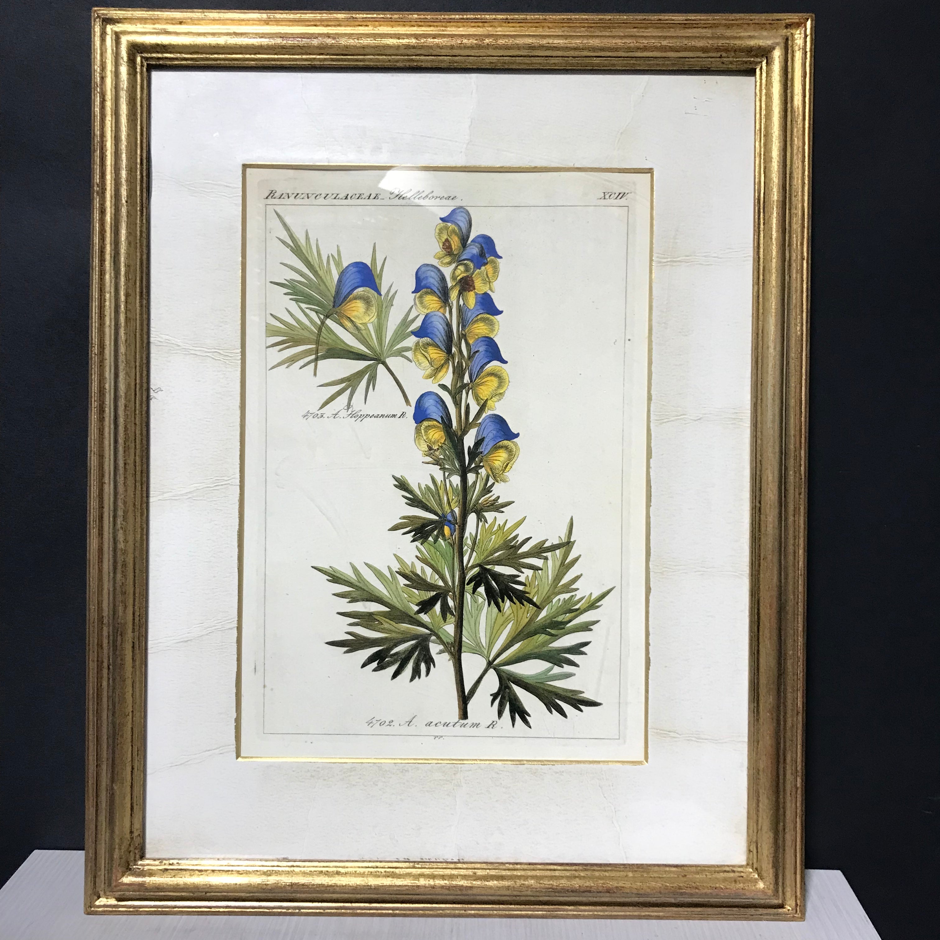 19th Century 'A. Acutum" Floral Lithograph Print In Gold Frame 16"x 20 ...