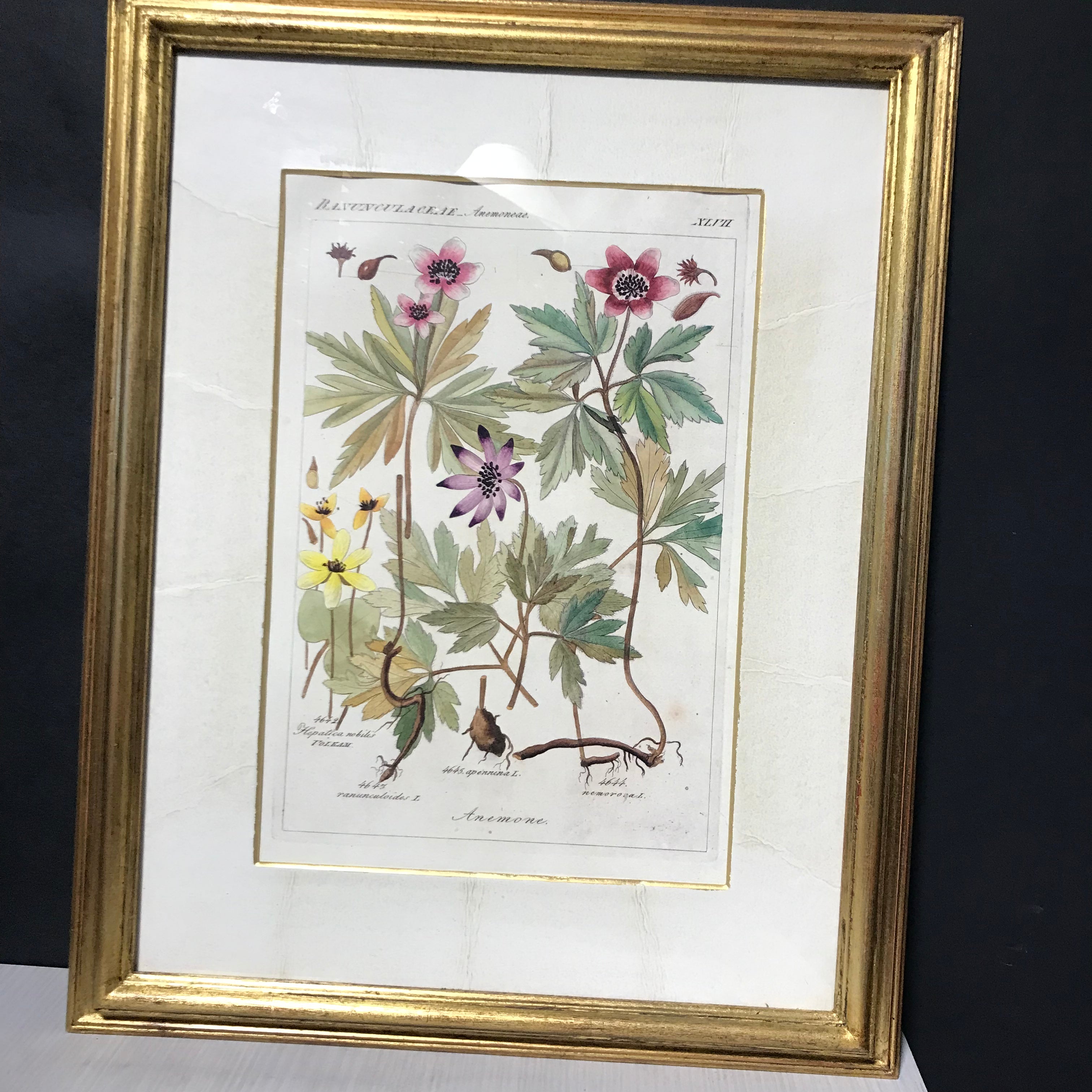 19th Century "Anemone II" Floral Lithograph Print In Gold Frame 16"x 2 ...